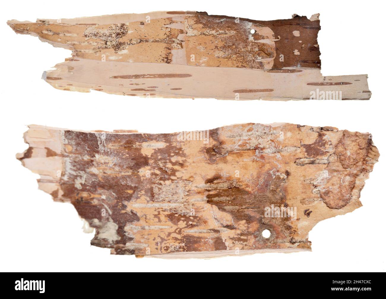 Back side of birch bark isolated on white background Stock Photo - Alamy