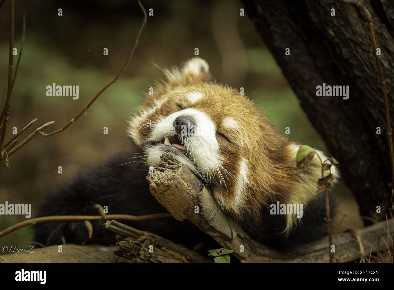 Closeup shot of a cute little red panda Stock Photo - Alamy