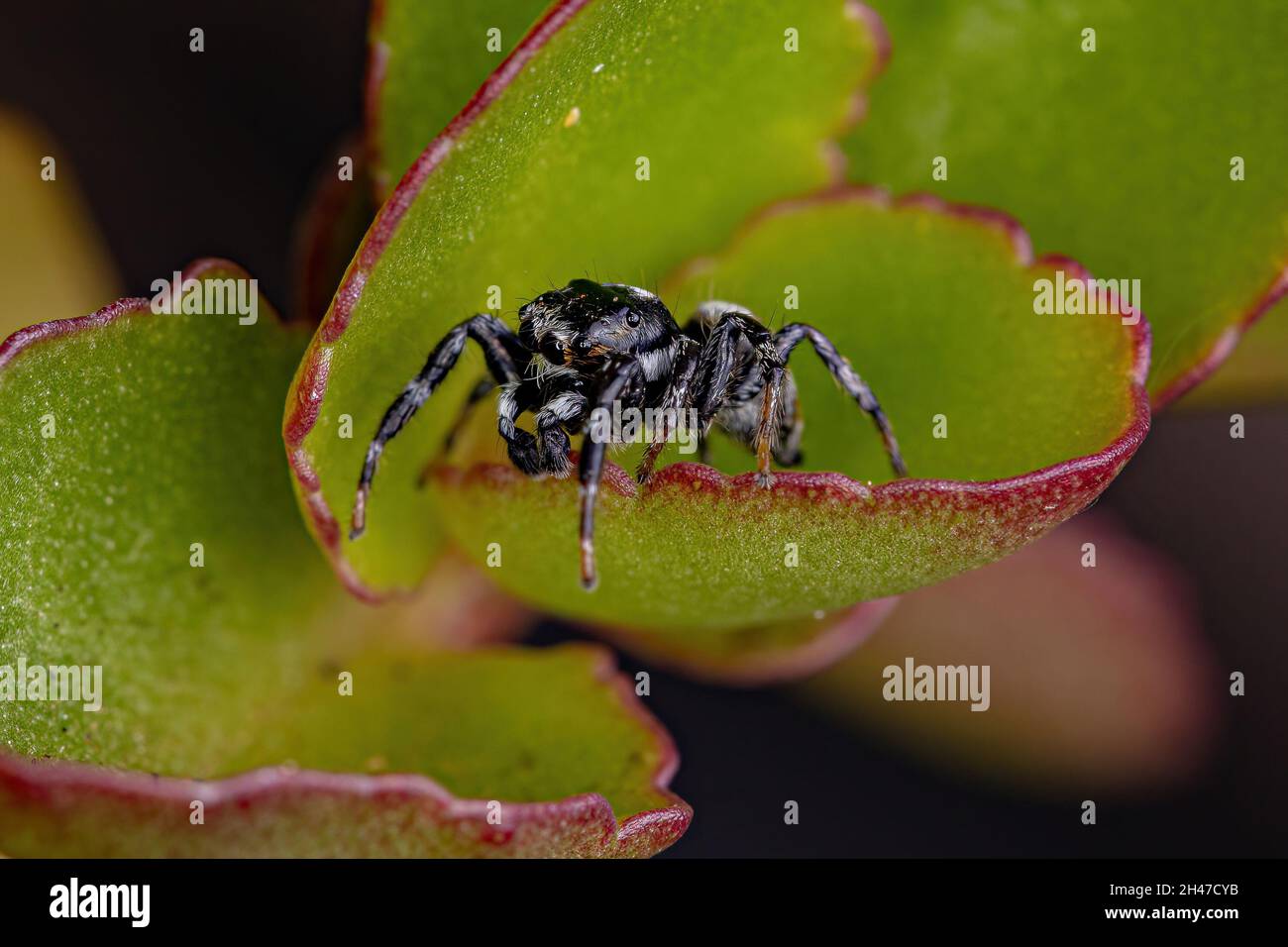 Adult Male Jumping Spider of the Genus Pachomius Stock Photo - Alamy
