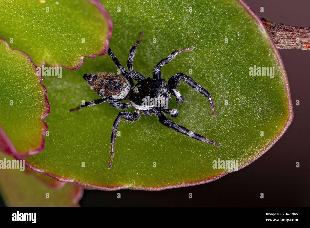 Adult Male Jumping Spider of the Genus Pachomius Stock Photo - Alamy