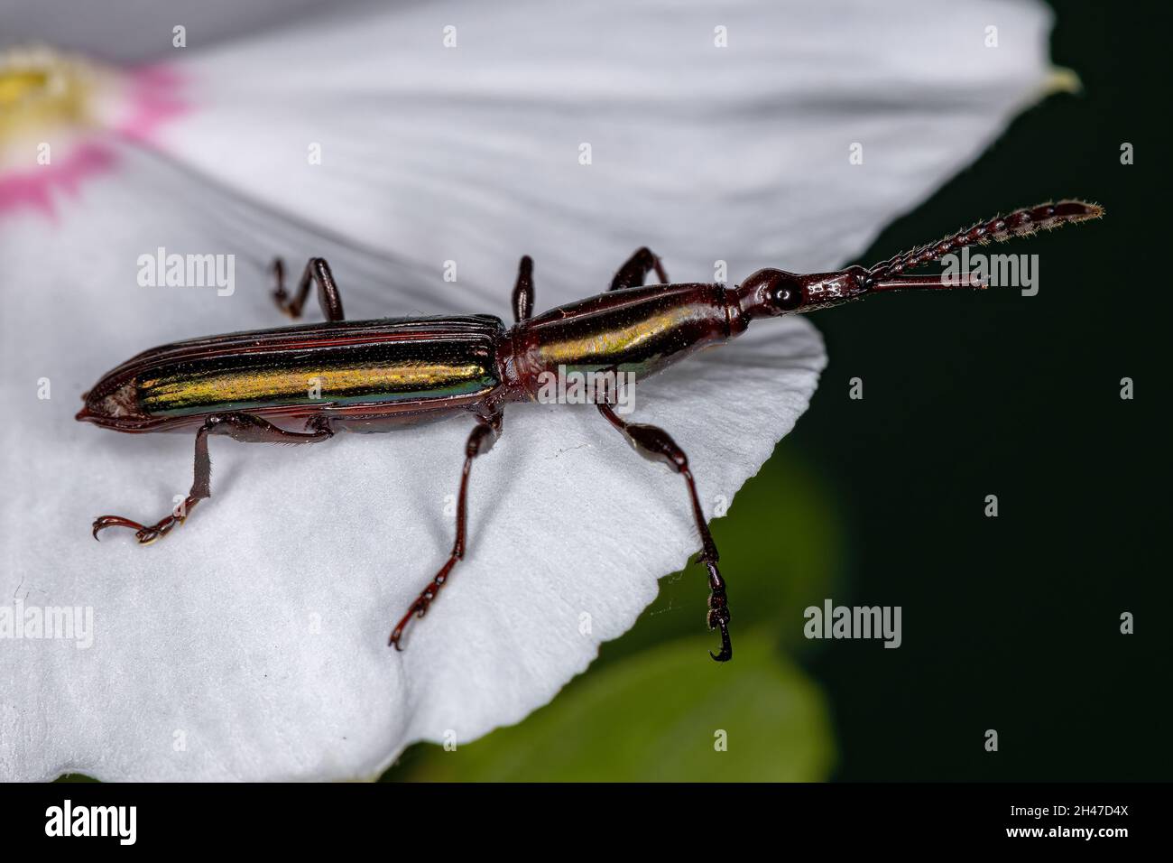 Adult Straight-snouted Weevil of the Tribe Acratini Stock Photo - Alamy
