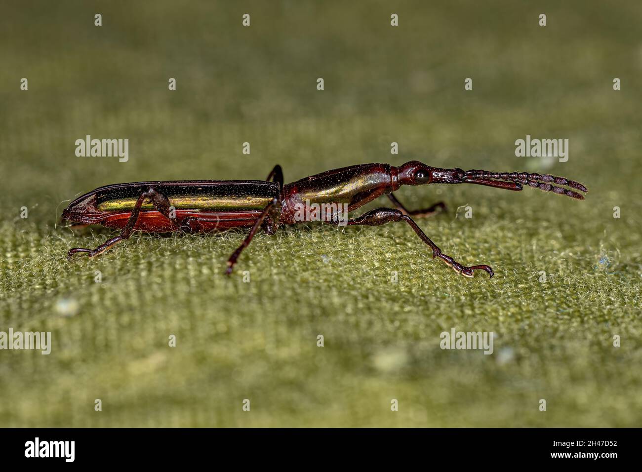 Adult Straight-snouted Weevil of the Tribe Acratini Stock Photo - Alamy