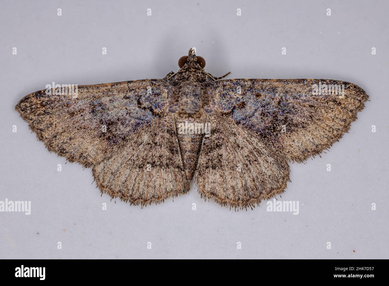 Adult Geometer Moth of the Family Geometridae Stock Photo - Alamy
