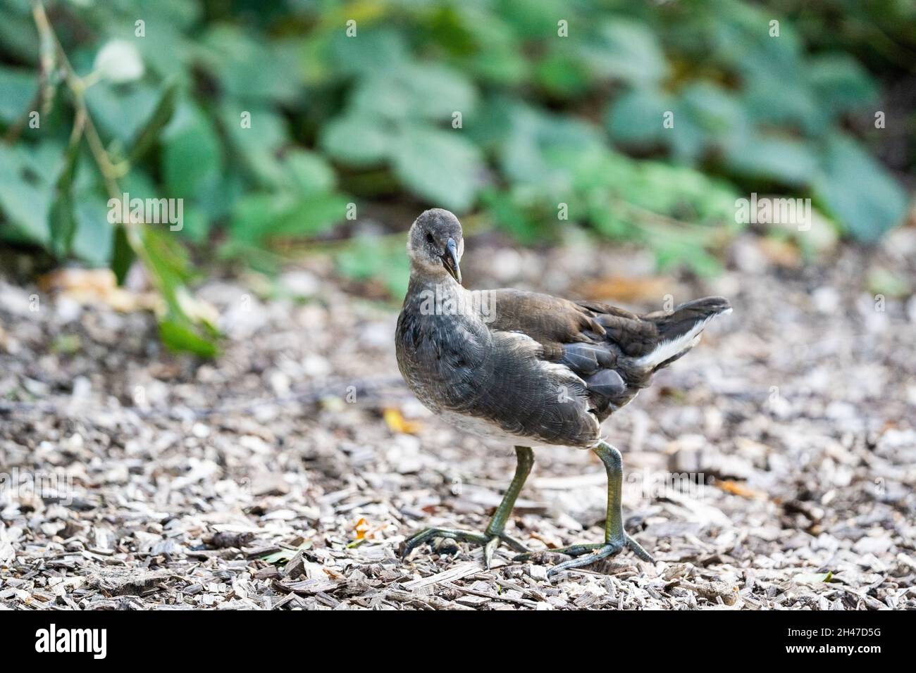 Bird fauna avian animal hi-res stock photography and images - Alamy