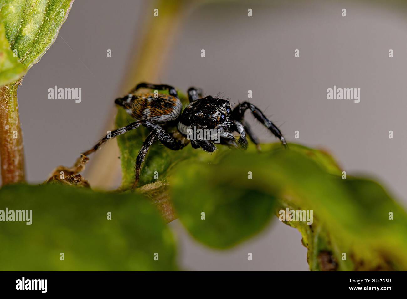 Adult Male Jumping Spider of the Genus Pachomius Stock Photo - Alamy