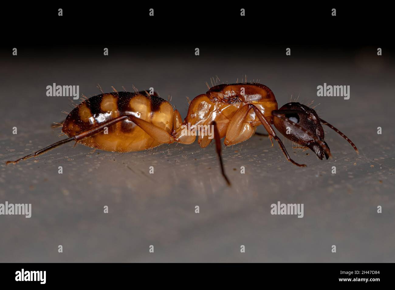 Adult Female Carpenter Queen Ant of the genus Camponotus Stock Photo ...