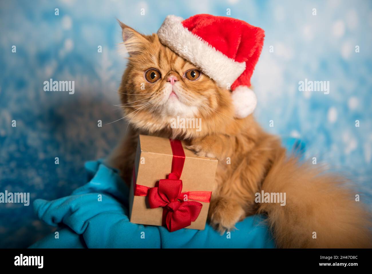 Red Persian cat in red Santa Claus hat on Christmas Stock Photo - Alamy