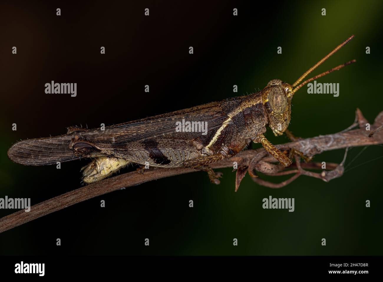 Adult Short-horned Grasshopper of the Family Acrididae Stock Photo - Alamy