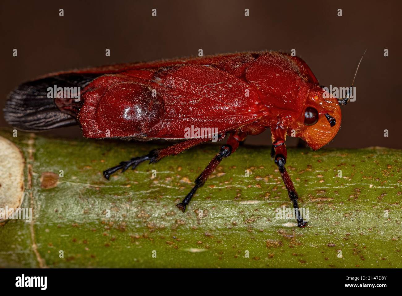 Adult Red Froghopper Insect of the Family Cercopidae Stock Photo - Alamy