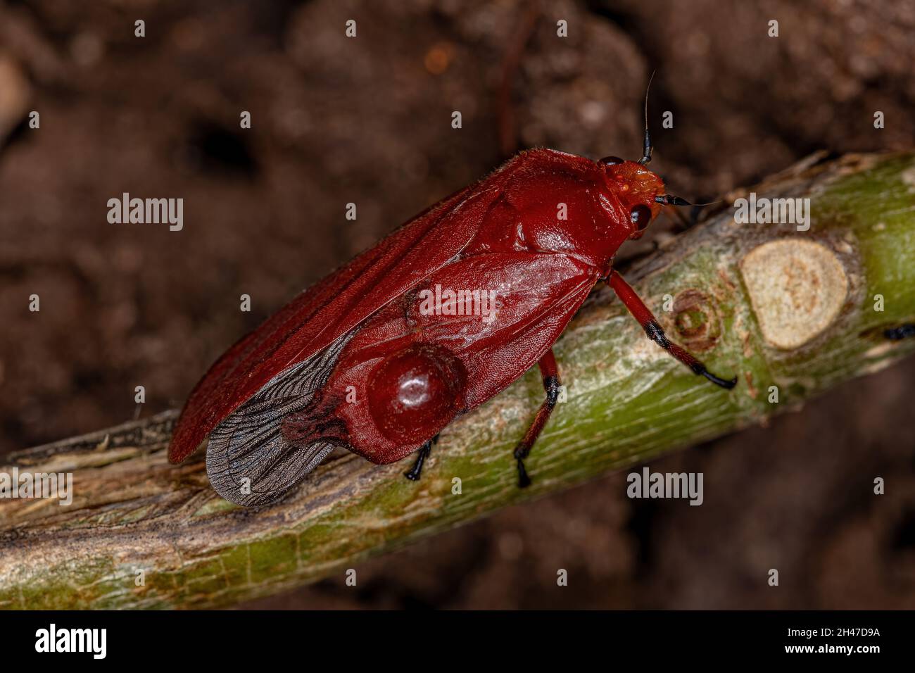 Adult Red Froghopper Insect of the Family Cercopidae Stock Photo - Alamy