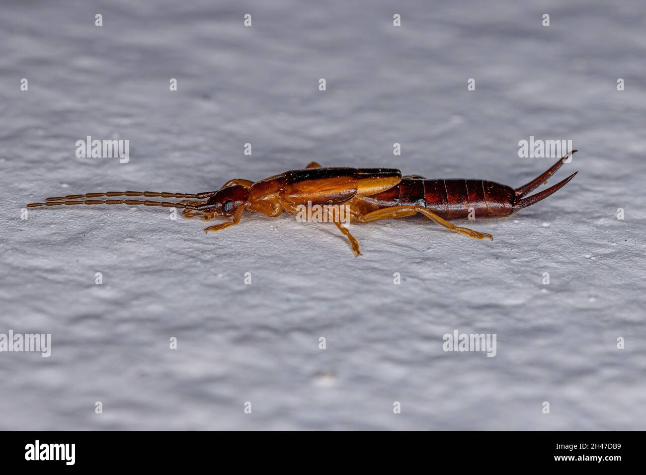 Doru taeniatum hi-res stock photography and images - Alamy