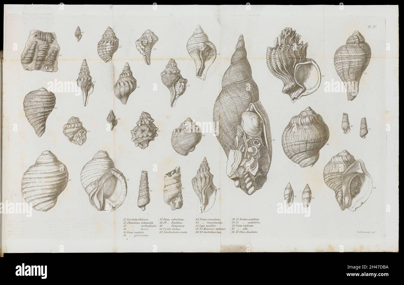 Illustration of shells Stock Photo - Alamy