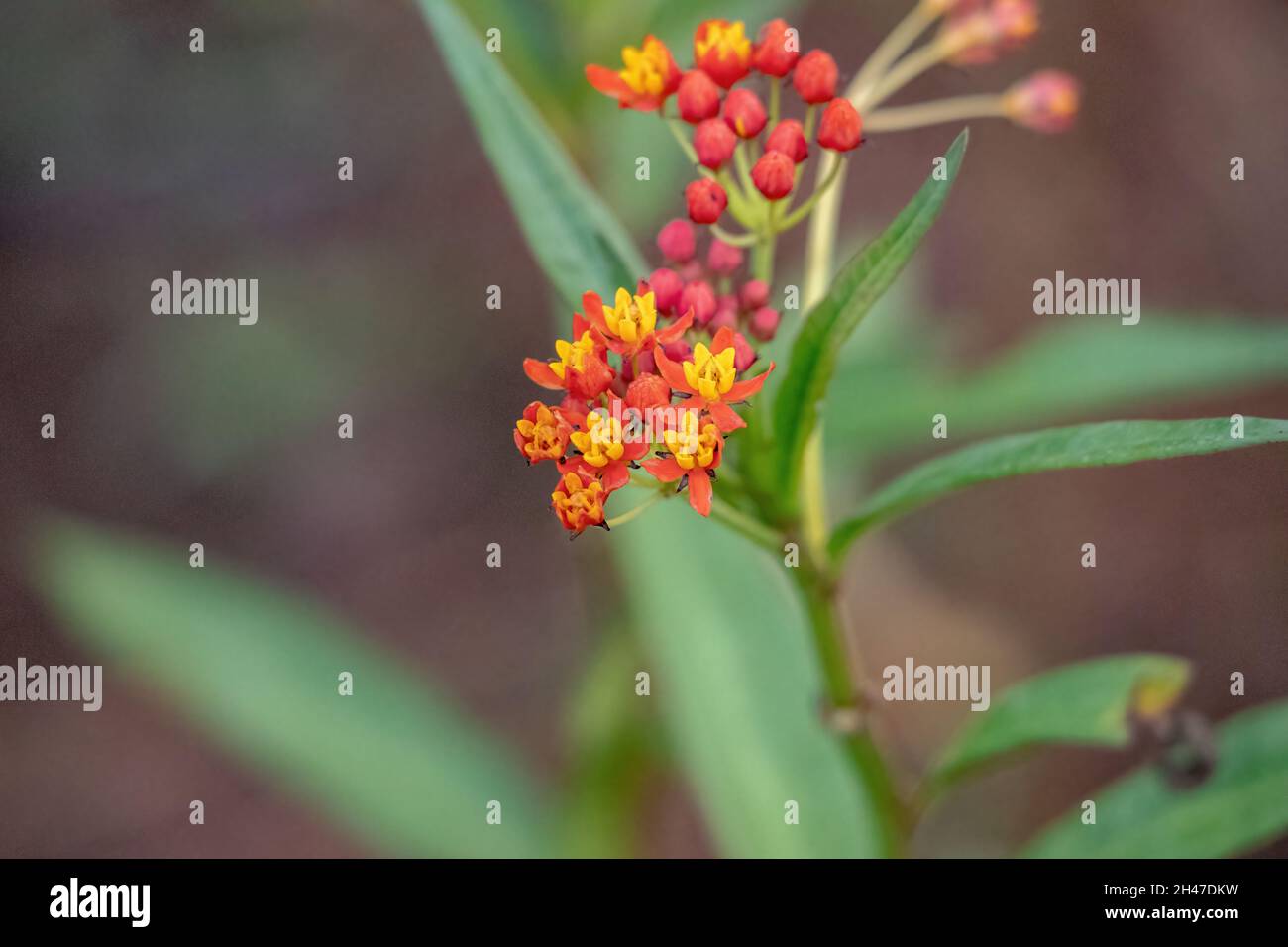 Tropical Milkweed Plant of the species Asclepias curassavica Stock ...