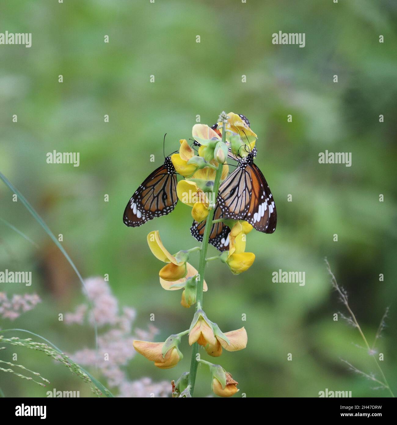 Vertical shot monarch butterflies hi-res stock photography and images ...