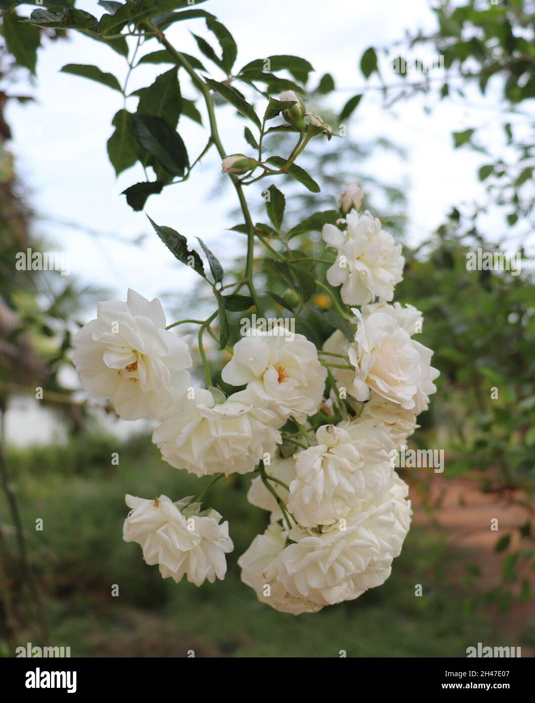 White climbing roses hi-res stock photography and images - Alamy