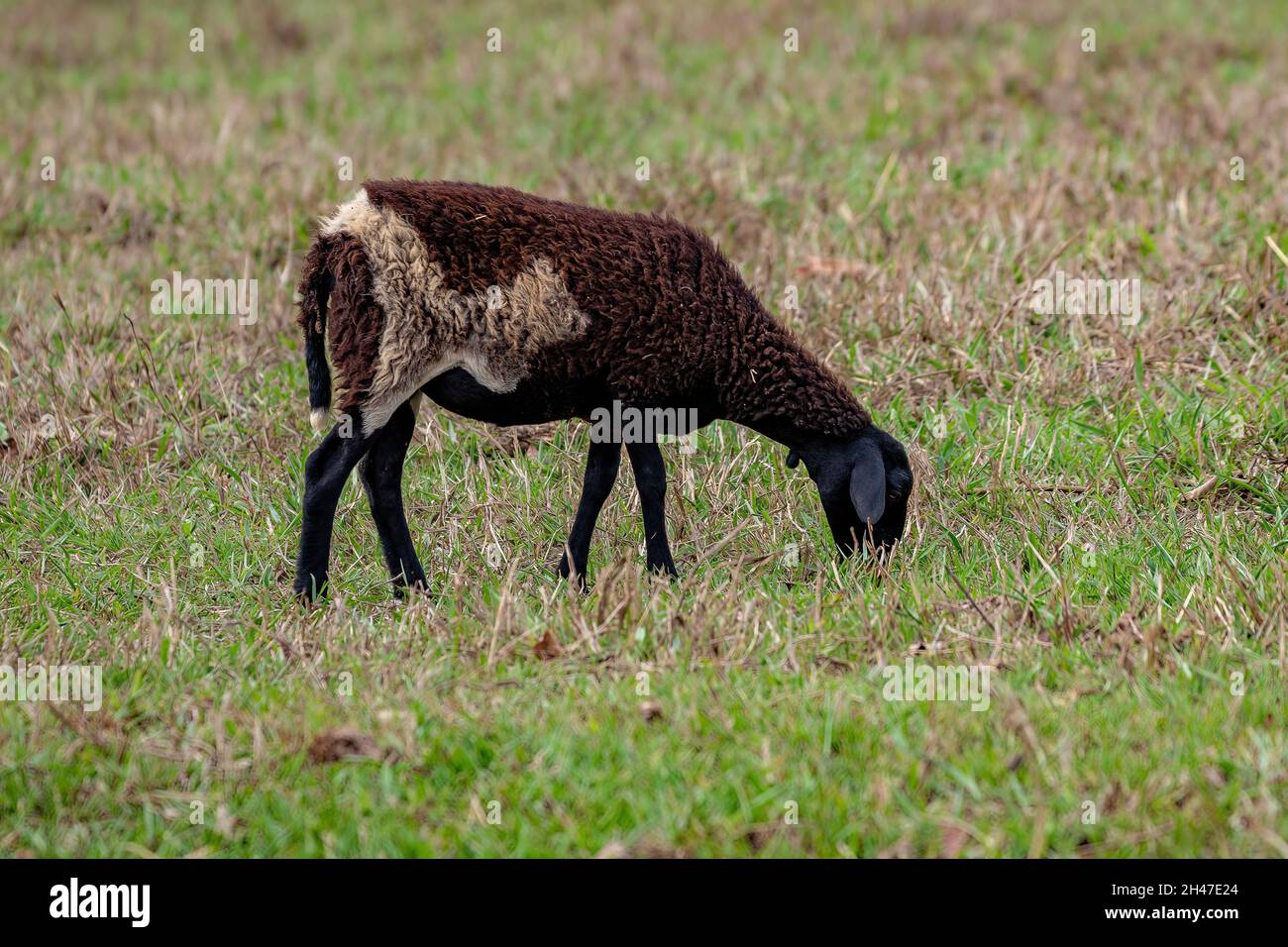 Sheep alone hi-res stock photography and images - Alamy