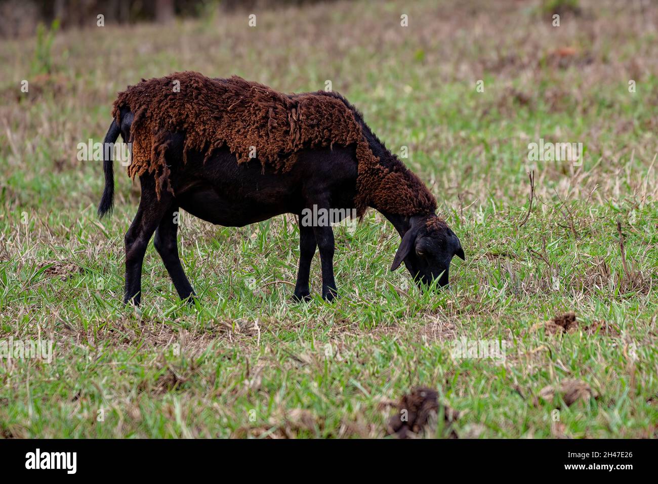 Adult brown sheep alone in pasture area Stock Photo - Alamy