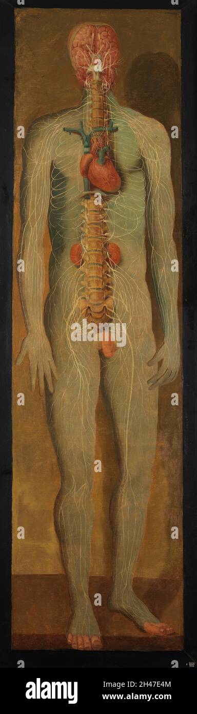 Vertebral column and organs, oil painting, D'Agoty, 1765 Stock Photo ...