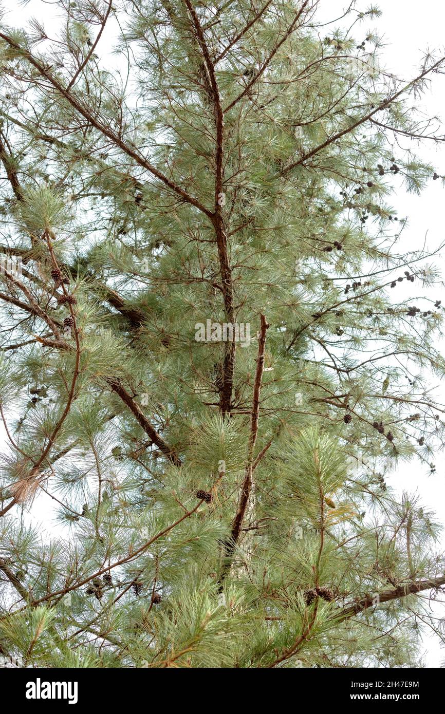 Pinus genus coniferous trees hi-res stock photography and images - Alamy