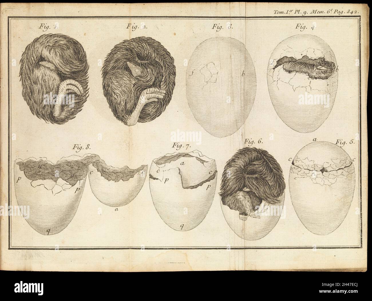 Poultry egg hatching process Stock Photo - Alamy