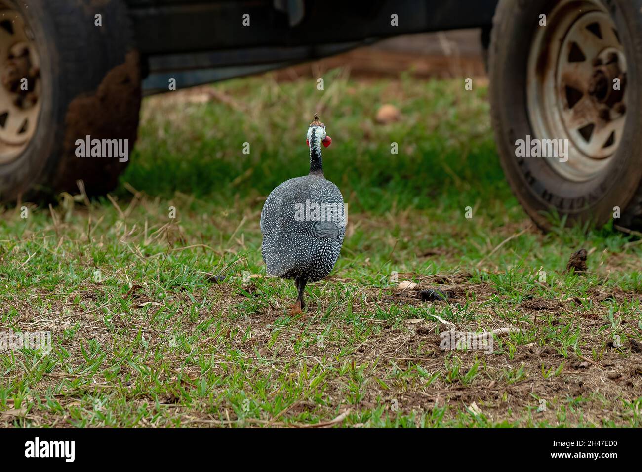Guinea fowl species hi-res stock photography and images - Alamy