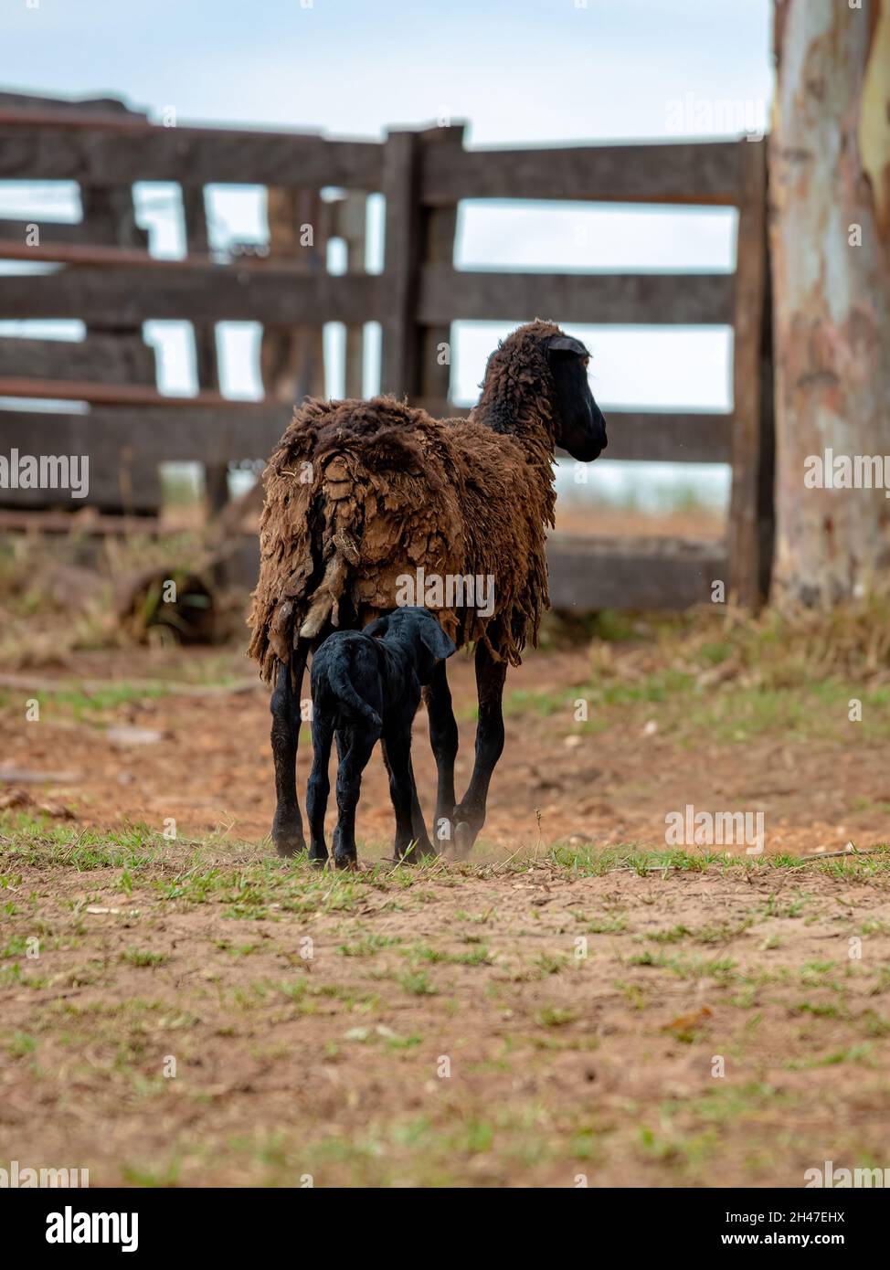 little black sheep cub reencountering with its mother after getting ...