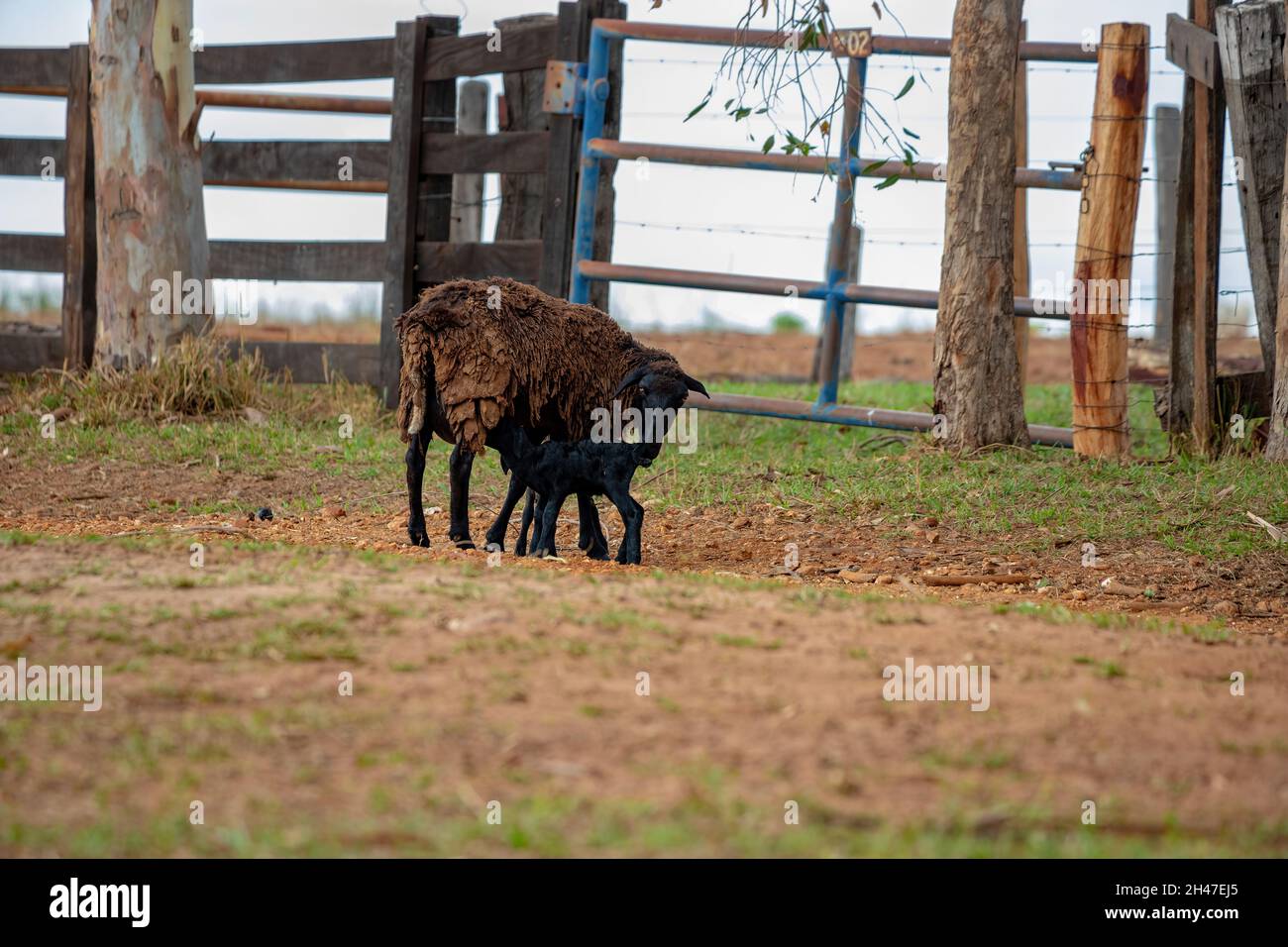 little black sheep cub reencountering with its mother after getting ...