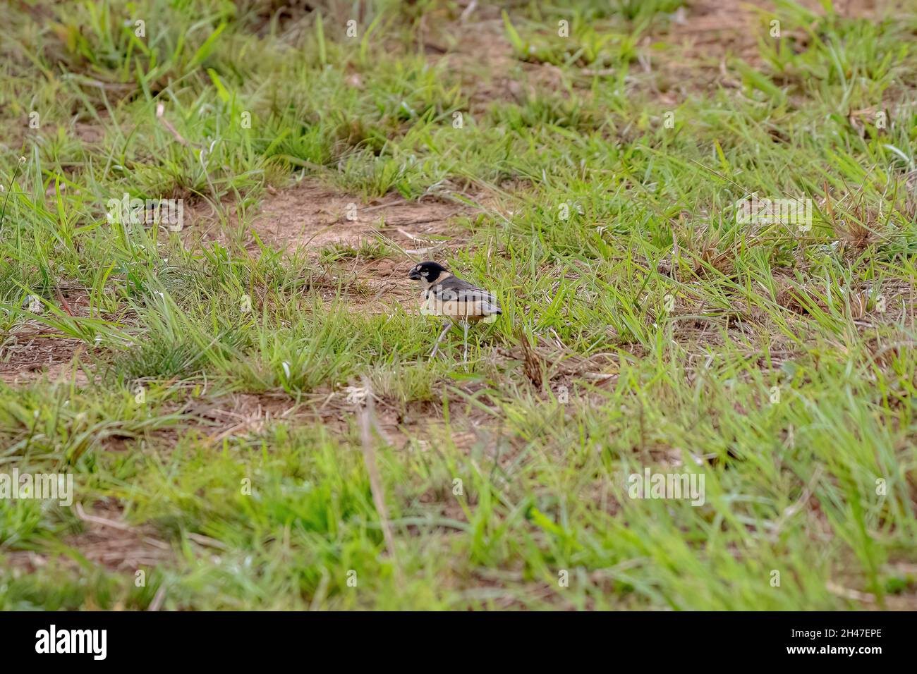 Rusty-collared Seedeater Bird of the species Sporophila collaris Stock ...