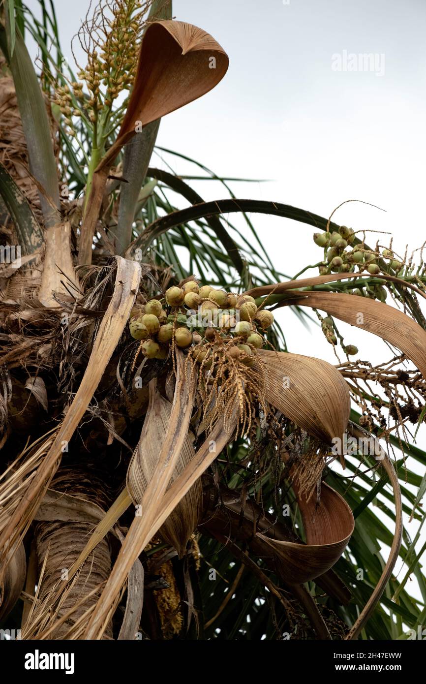 Syagrus oleracea hi-res stock photography and images - Alamy