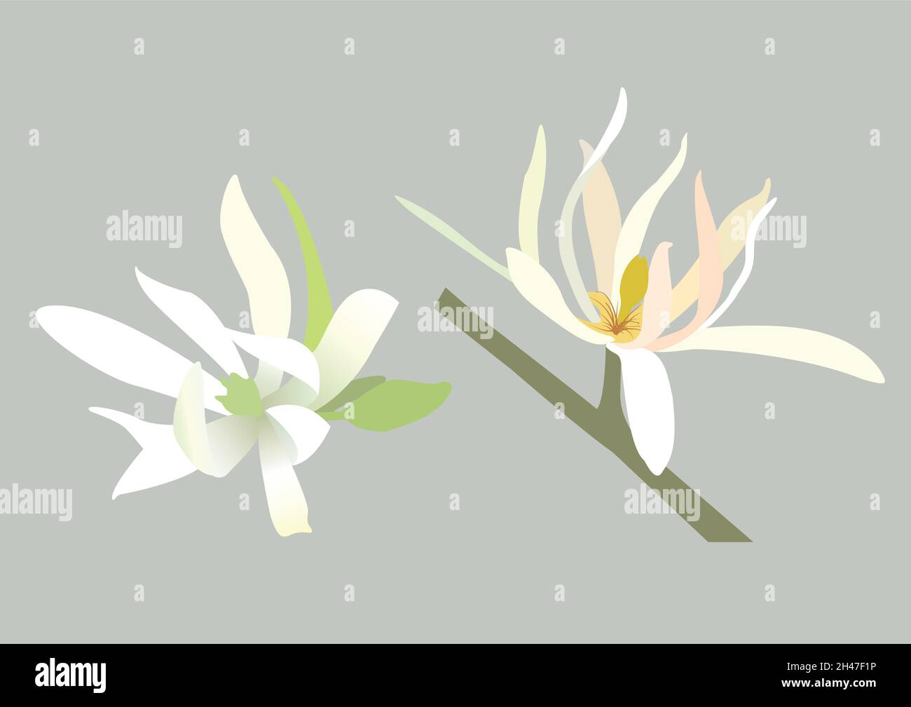 Beautiful Flower, Illustration of White Michelia Alba Flower or ...