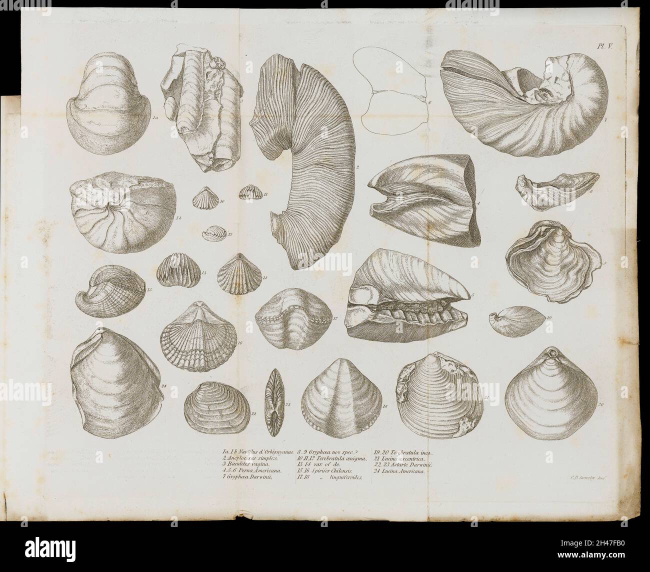 Illustration of shells Stock Photo - Alamy