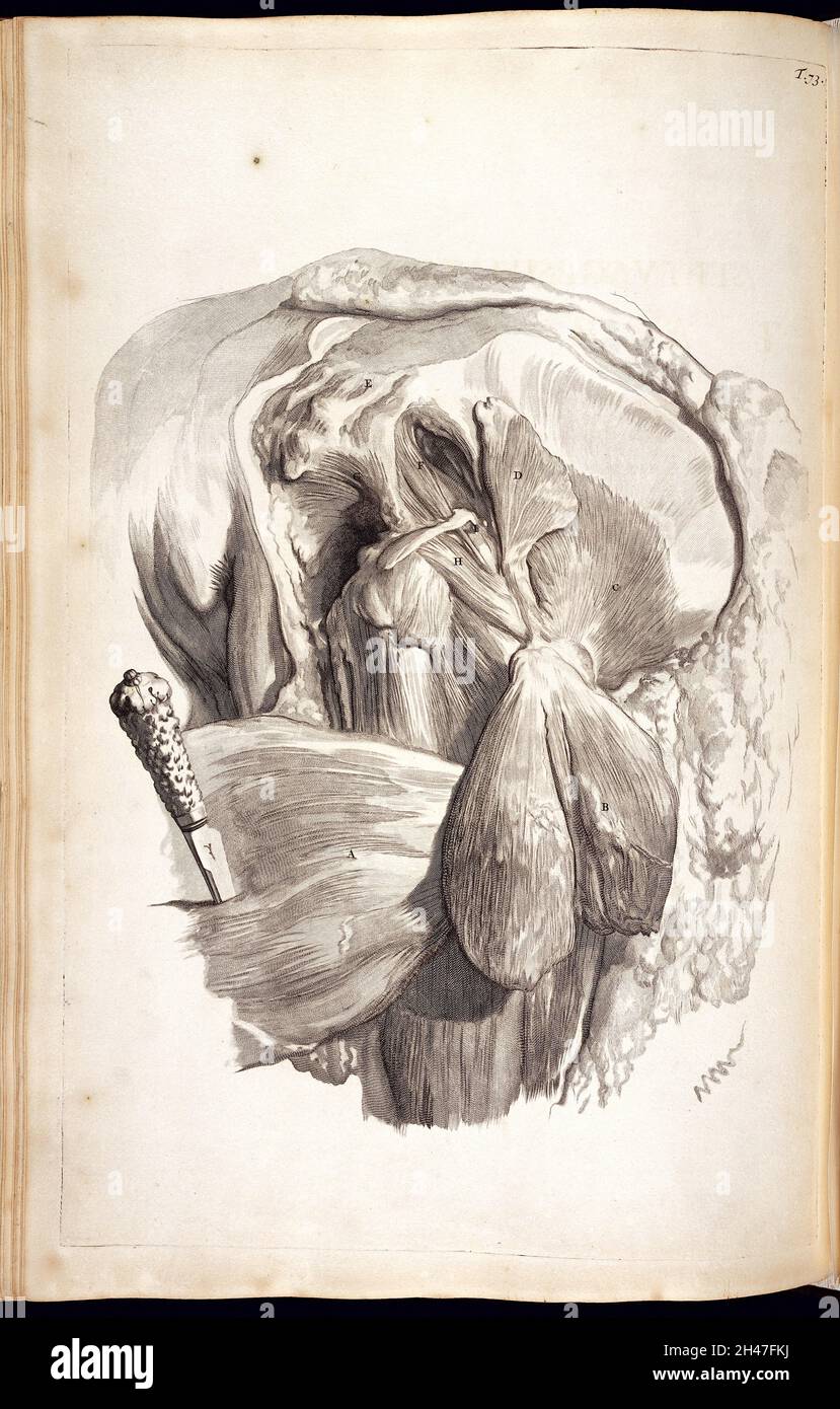 Anatomy of human buttocks hi-res stock photography and images - Alamy