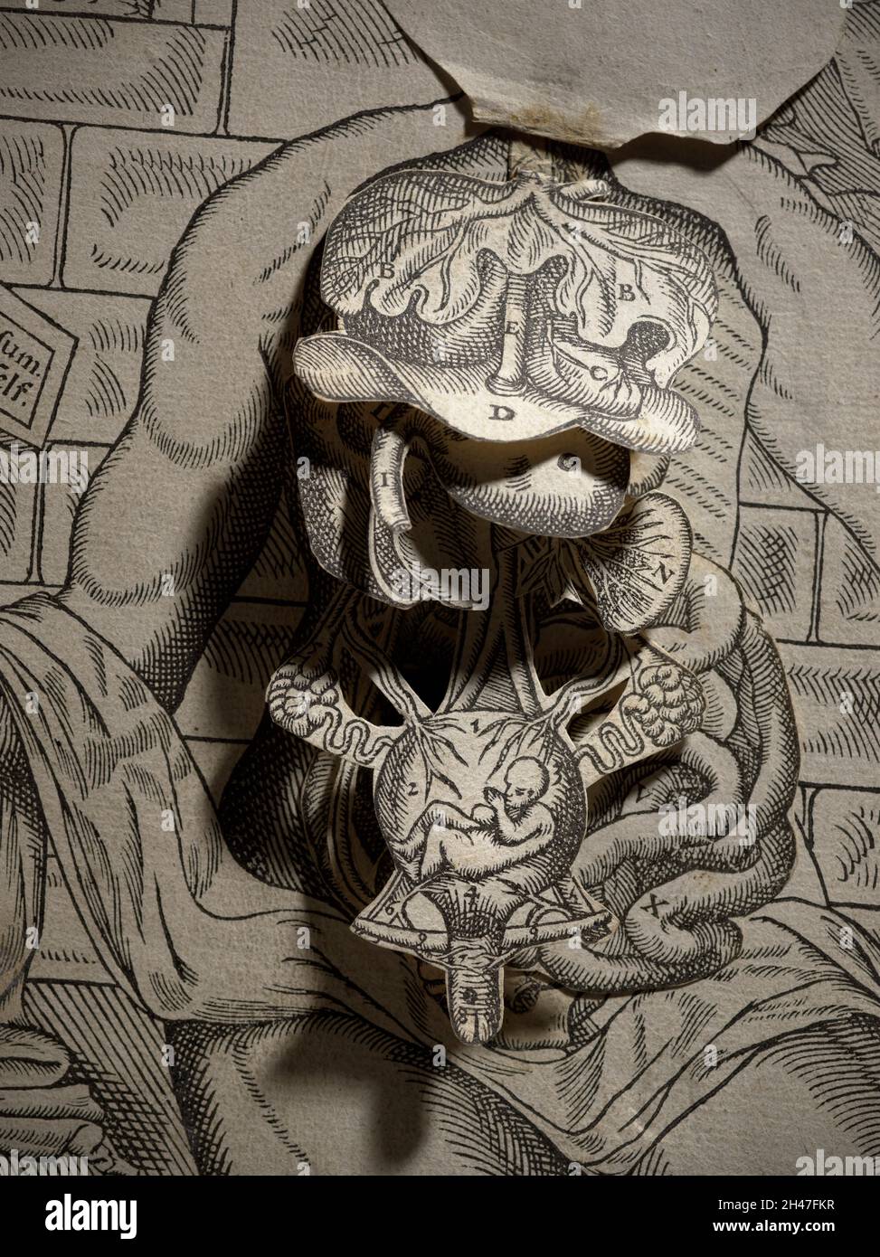 Anatomical fugitive sheets Stock Photo - Alamy