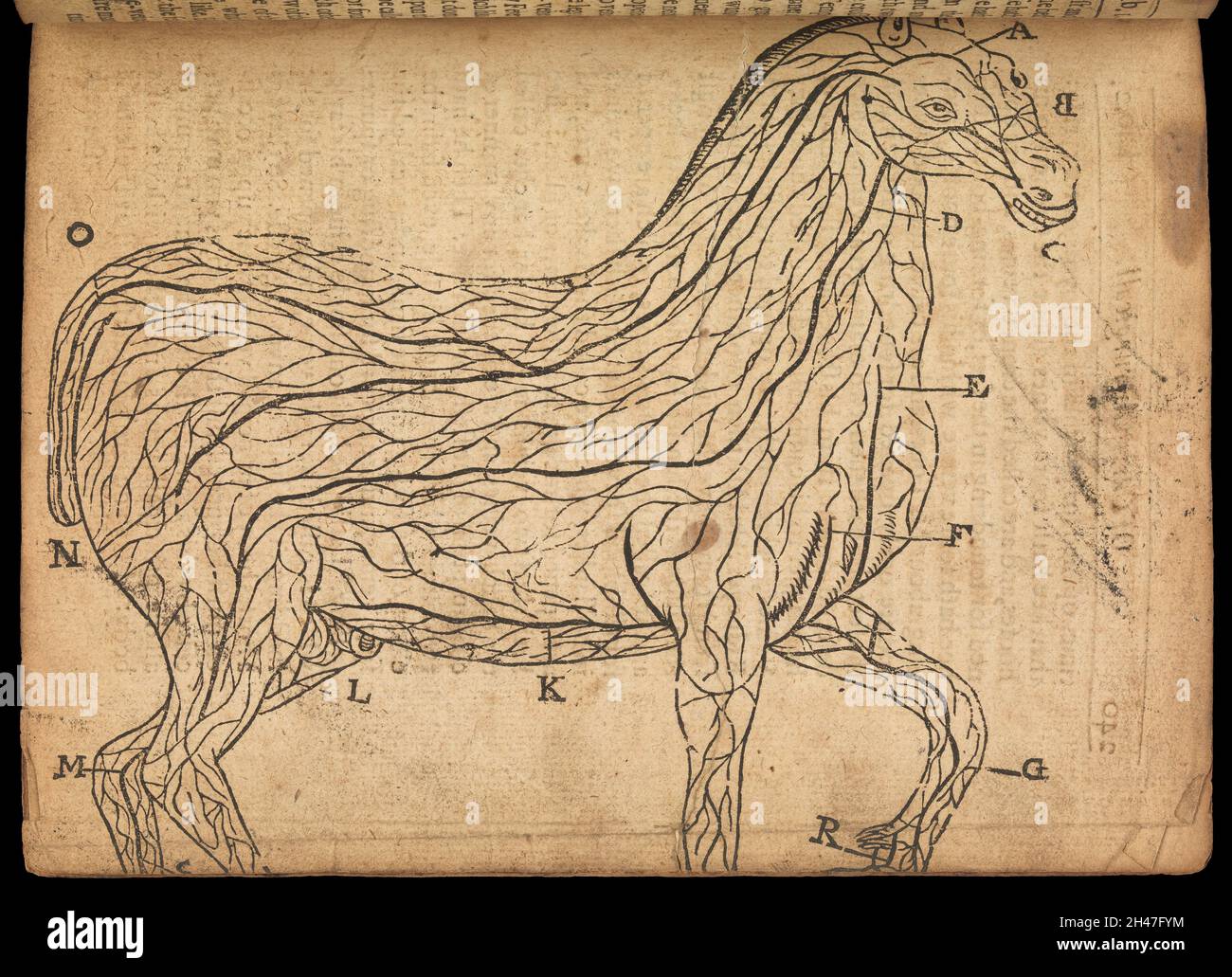 The circulatory system of a horse Stock Photo - Alamy