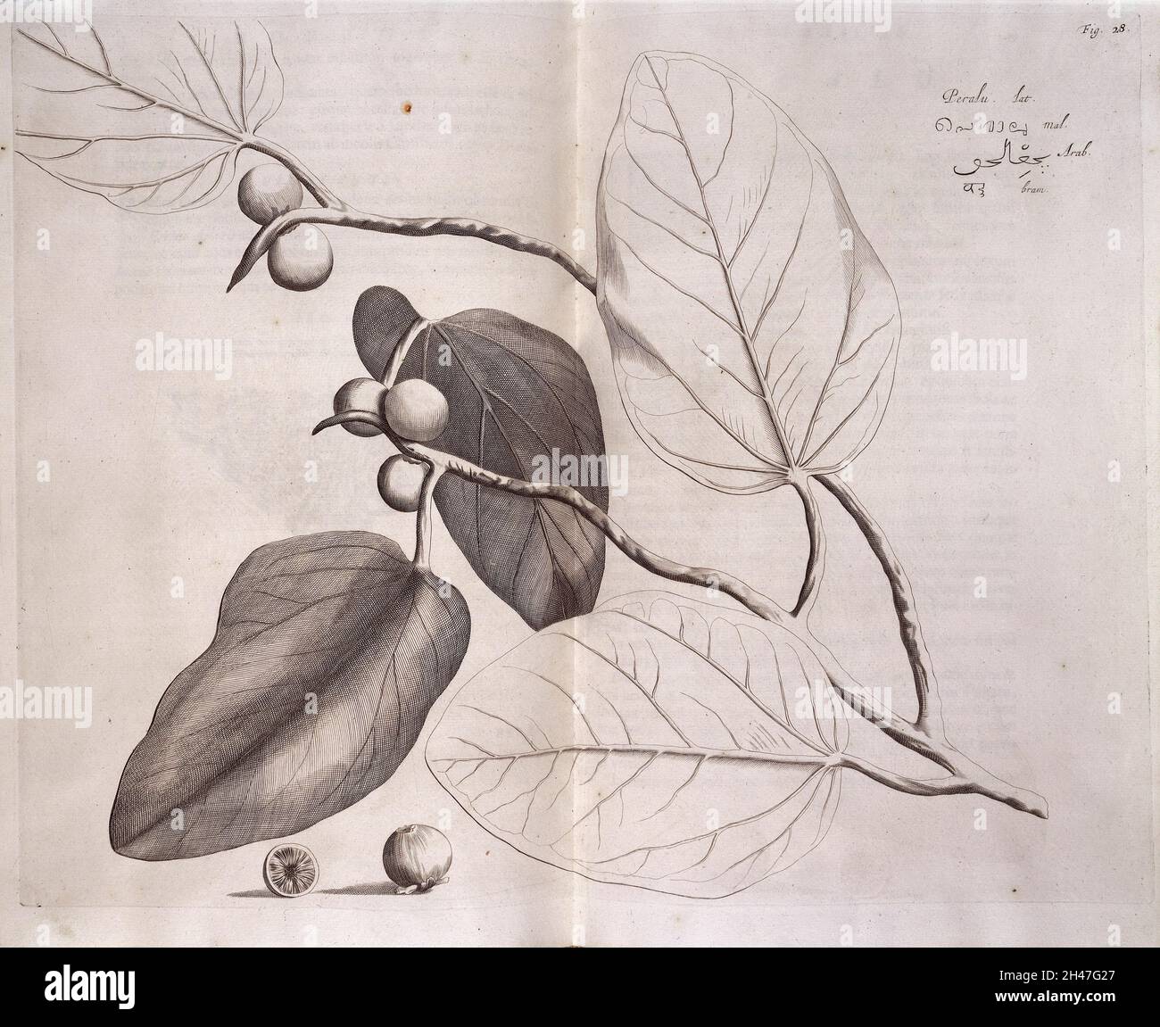 Peralu, Hortus Indicus Malabaricus Stock Photo - Alamy