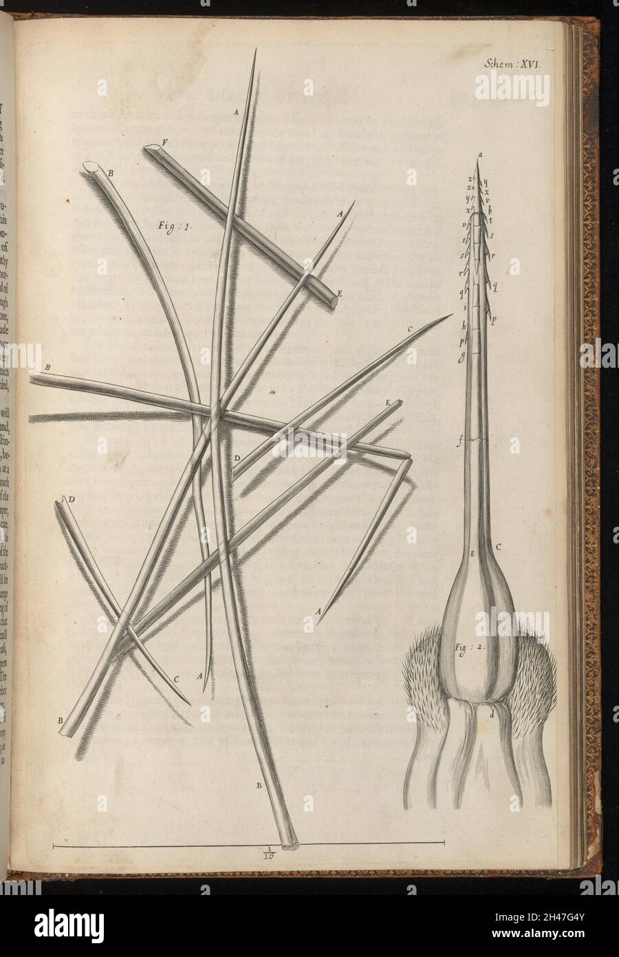 Engraving from Micrographia, 1665, by Robert Hooke Stock Photo - Alamy