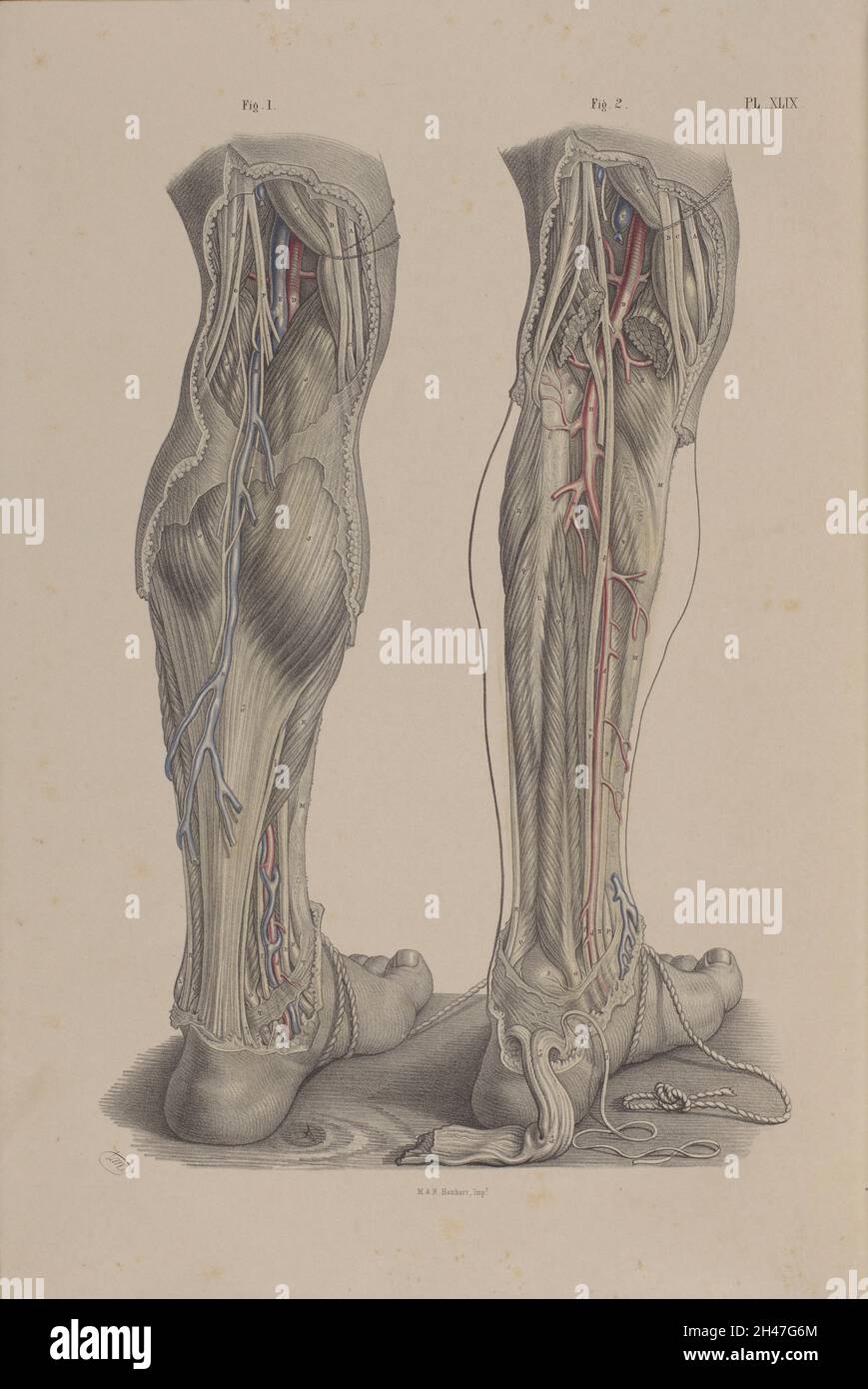 Foot dissection hi-res stock photography and images - Alamy