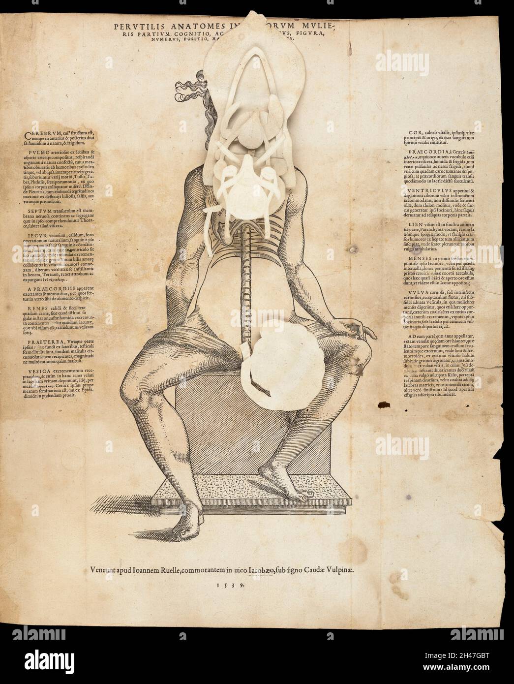 Anatomical archives hi-res stock photography and images - Alamy