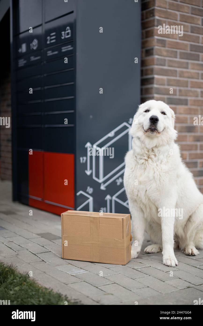 Lockers and dog hi-res stock photography and images - Alamy