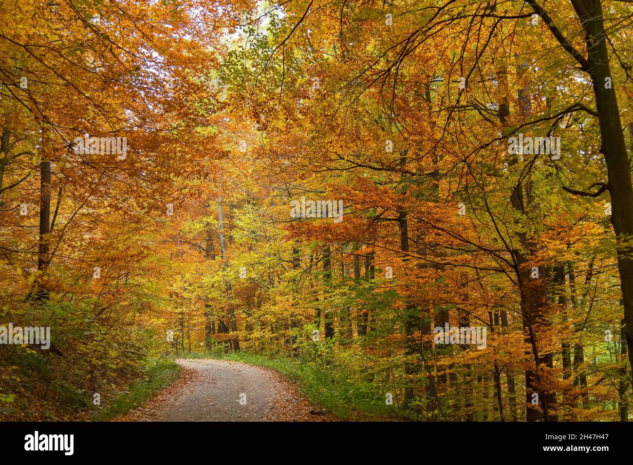 The awesome colors of autumn, Leaves glow in bright autum colors in ...