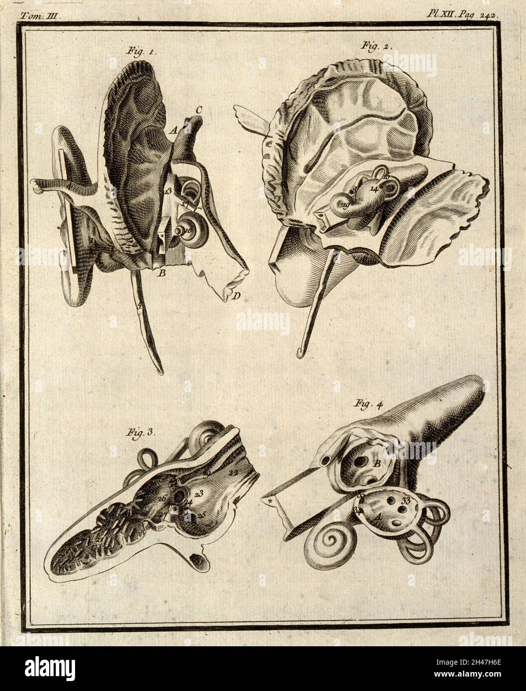 Engraving anatomy study hi-res stock photography and images - Alamy