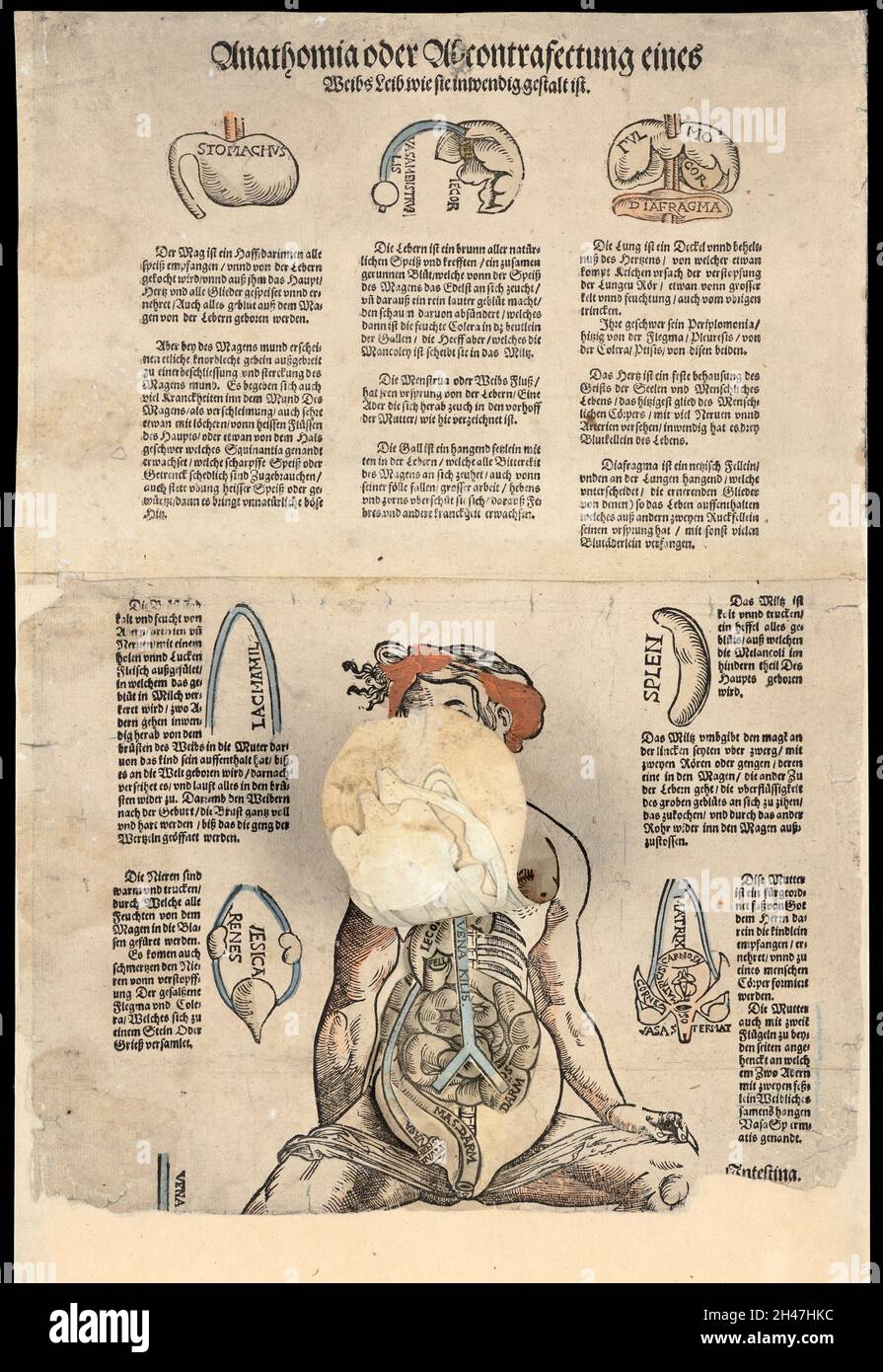 Anatomical visuals hi-res stock photography and images - Alamy