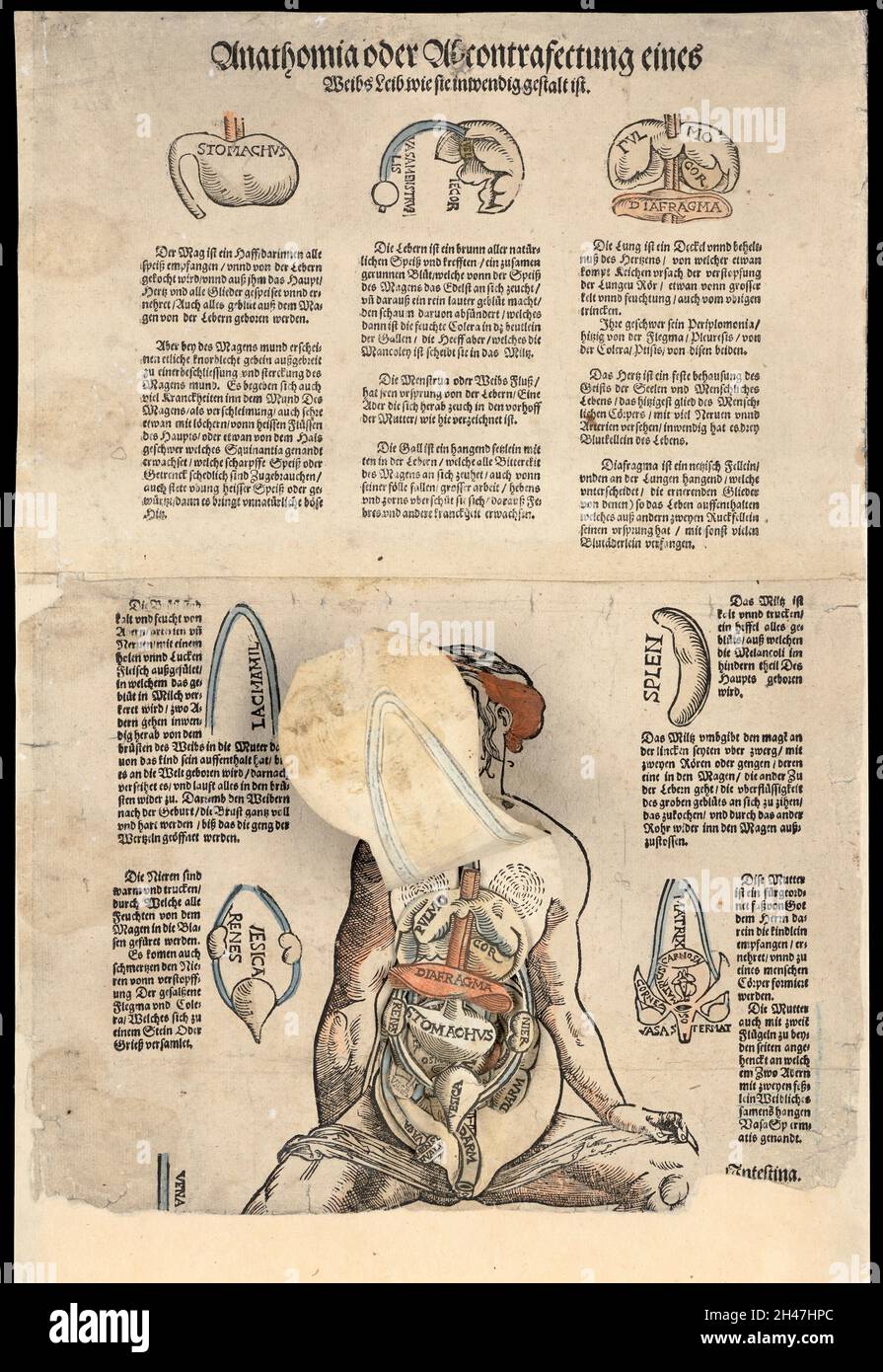 Anatomical fugitive sheets Stock Photo - Alamy