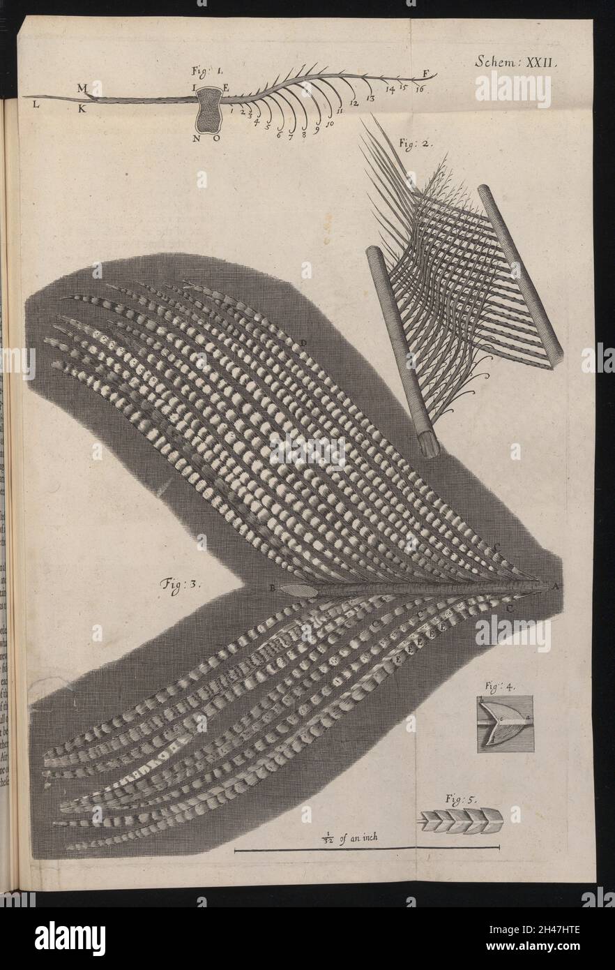 Engraving from Micrographia, 1665, by Robert Hooke Stock Photo - Alamy