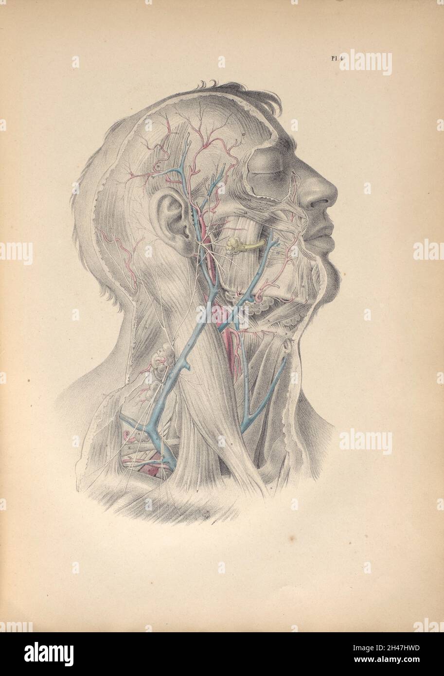 Plate IV. Surgical anatomy of the cervical and facial regions Stock ...