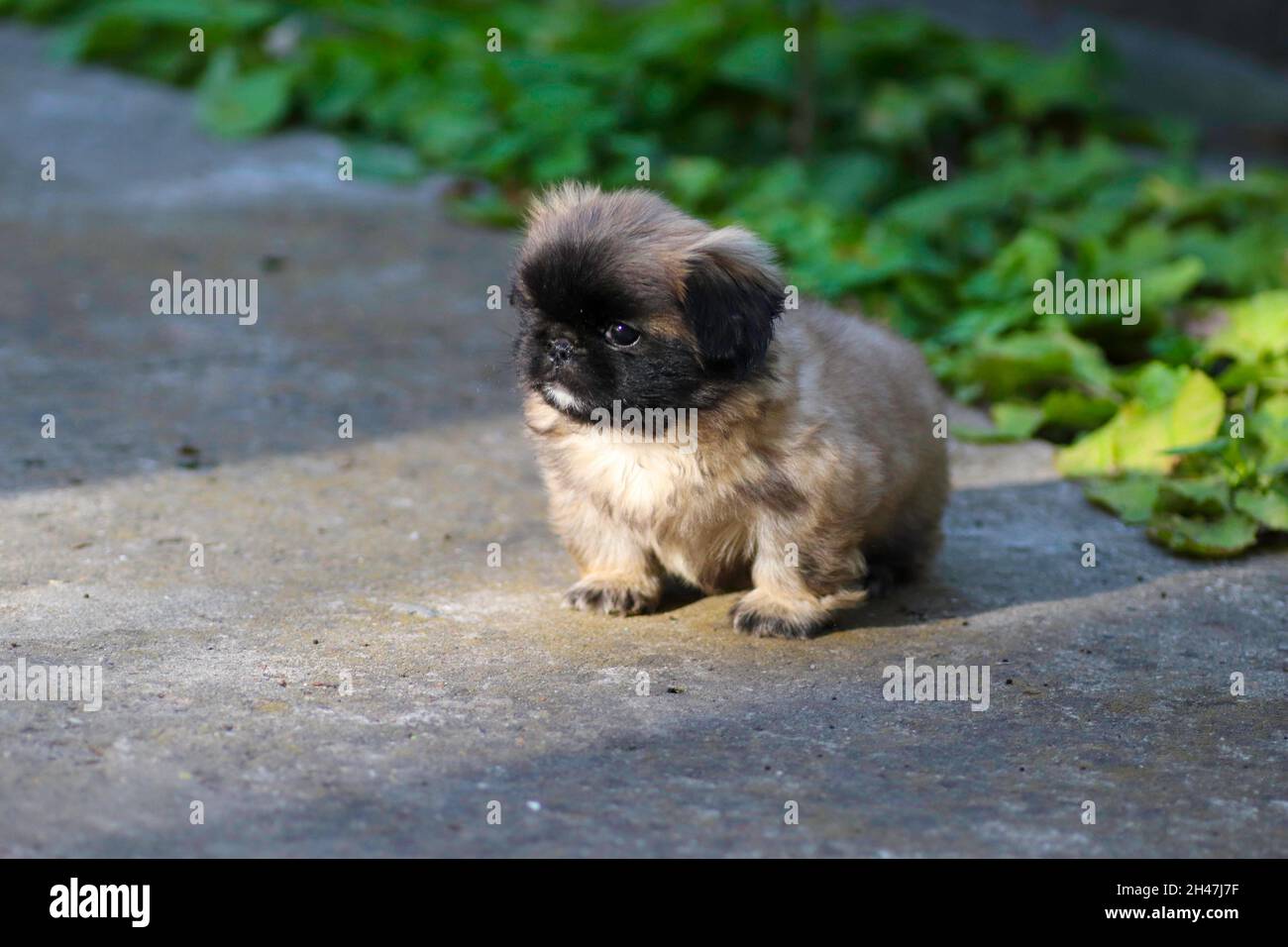 little fluffy Pekingese puppy playing on a sunny day in the yard Stock ...