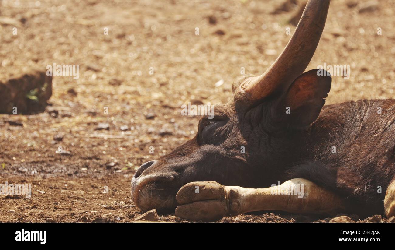 Goa, India. Gaur Bull, Bos Gaurus Or Indian Bison Resting On Ground. It ...