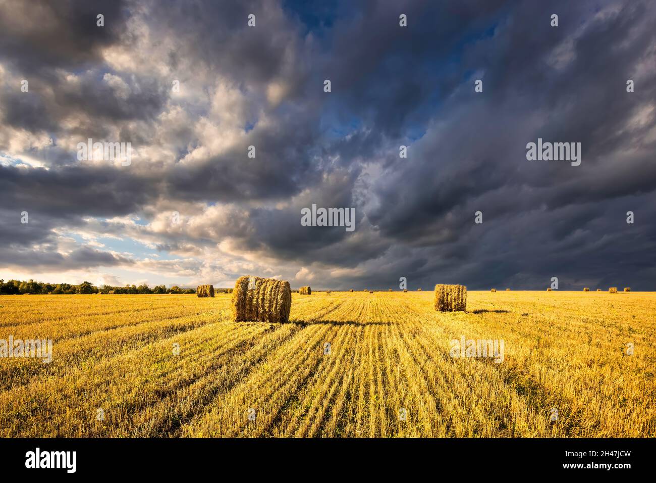 A field of golden haystacks on an autumn day, illuminated by sunlight ...