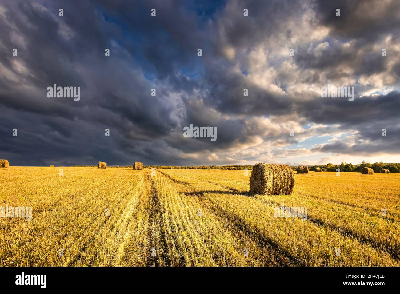A field of golden haystacks on an autumn day, illuminated by sunlight ...