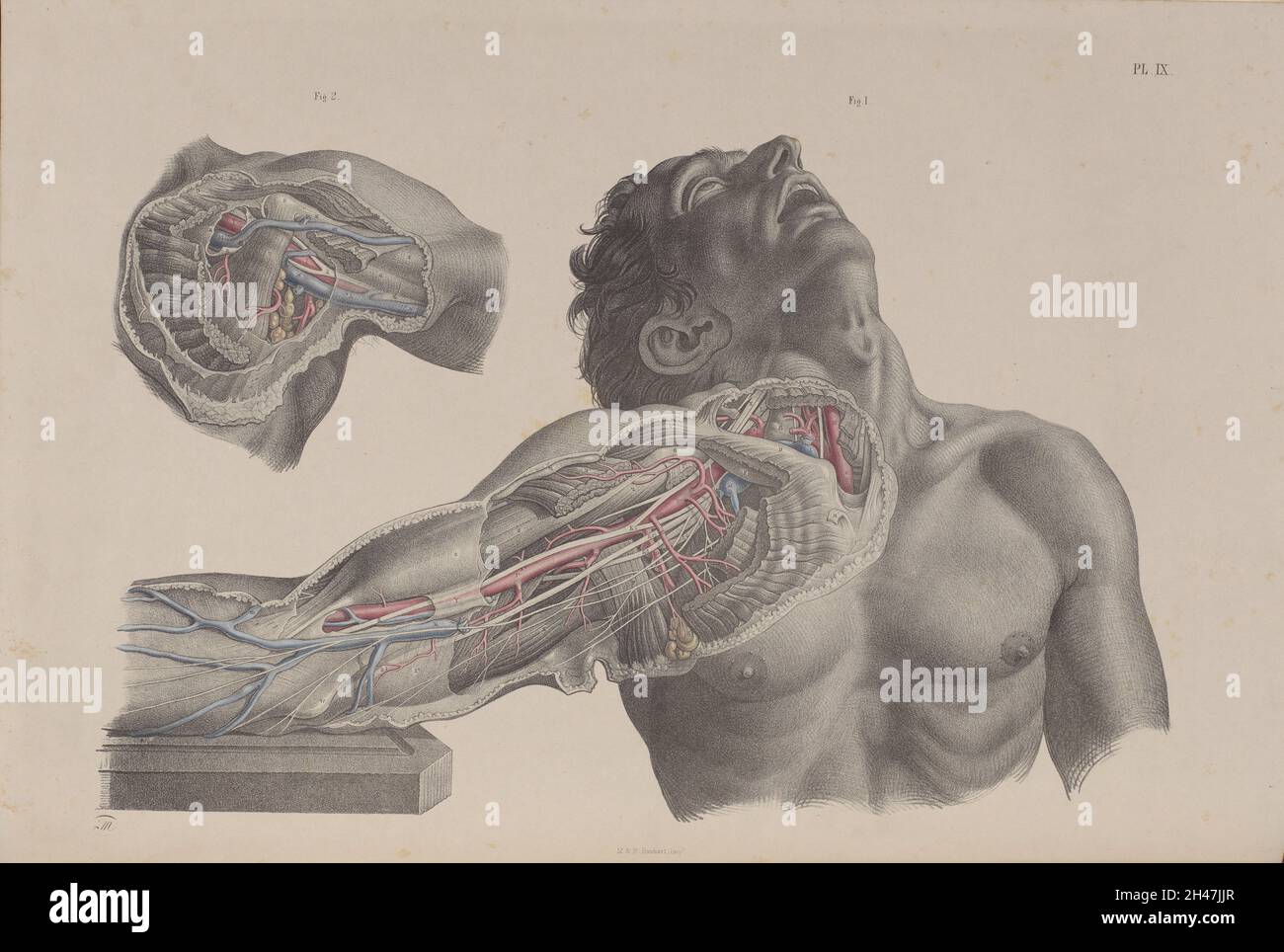 Plate IX. Surgical dissection Stock Photo - Alamy